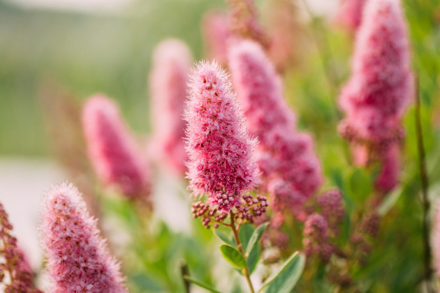 Спирея Билларда (Билларди, Billardi) (Spiraea x billardii) - описание ...