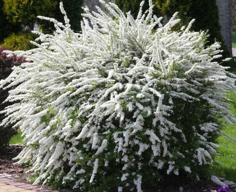 Спирея серая Грефшейм (Grefsheim) (Spiraea x cinerea Grefsheim ...
