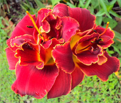 Лилейник гибридный Хайленд Лорд (Highland Lord) (Hemerocallis hybrida ...