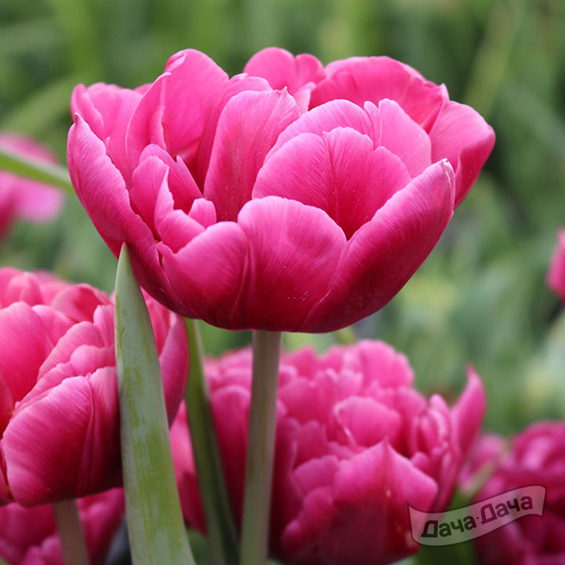 Тюльпан махровый ранний Маргарита (Tulip Margarita) - описание сорта ...