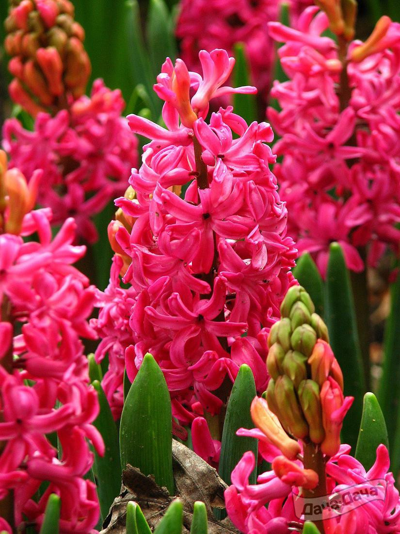 Гиацинт Ред Мэджик (Hyacinthus Red Magic) - описание сорта, фото ...