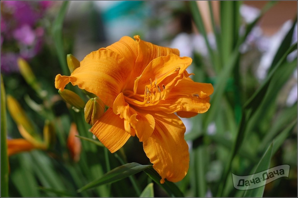  Three Tiers Hemerocallis Three Tiers