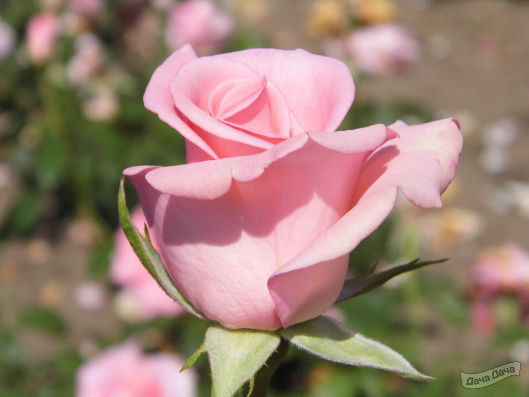 Роза чайно-гибридная Титаник (Titanic) (Rosa Hybrid Tea Titanic ...