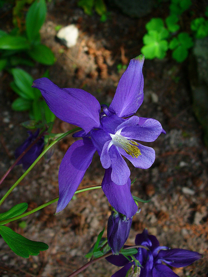 Аквилегия альпийская (Aquilegia alpina) - описание сорта, фото, саженцы ...