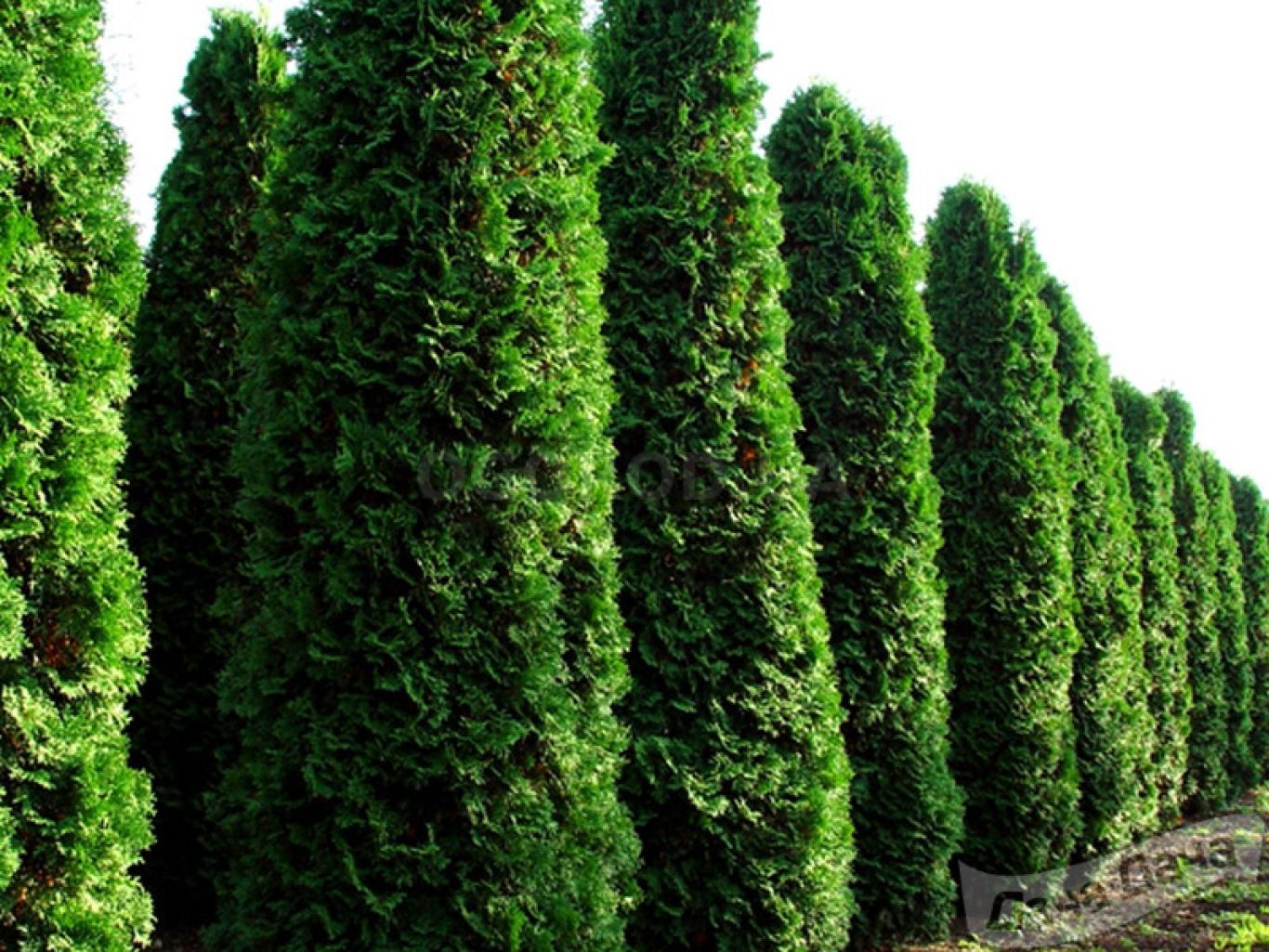 Купить Туя западная Фастигиата (Fastigiata) (Thuja occidentalis ...